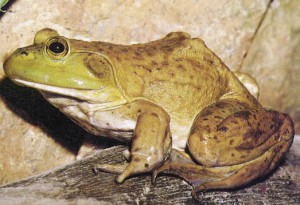 La rana toro - Blogodisea