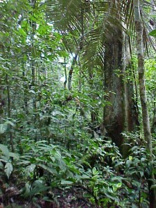 ¿Qué es un bosque primario? - Blogodisea