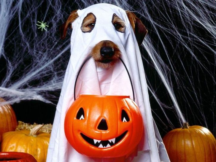 Disfraces de Halloween para perros - Blogodisea