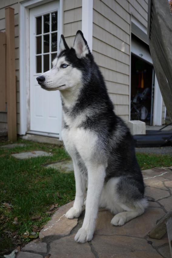 Mishka, el husky que habla, responde a tus preguntas - Blogodisea
