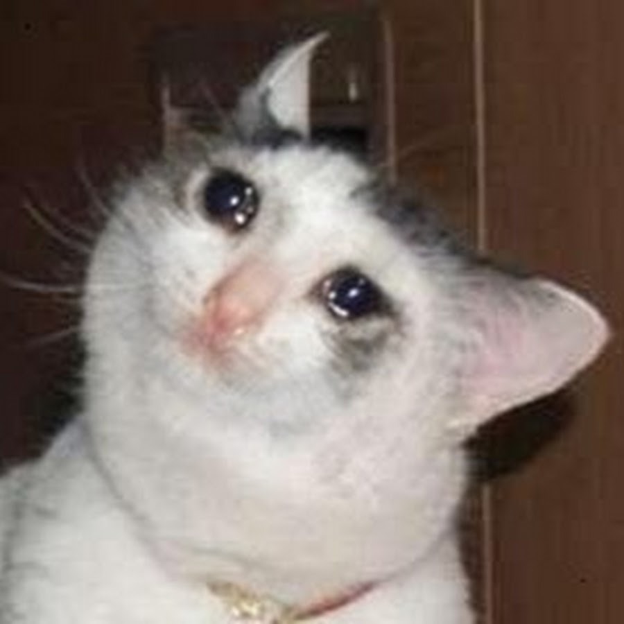 Gatitos llorando, tristes o depresivos